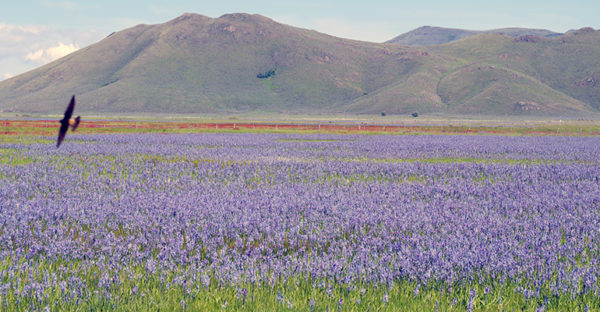 Top 10 Things to Do in Fairfield - Visit Southern Idaho