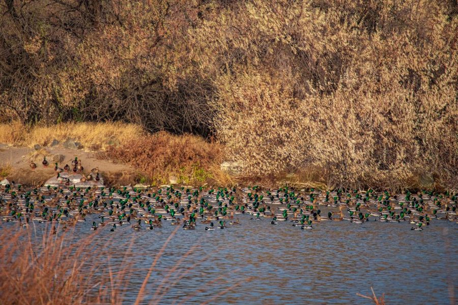 Governor’s Mansion | Hotels & Motels in Southern Idaho